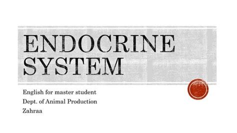 Presentation 6 1 Pptx Adrenal Gland Anatomy Pptx Endocrine And