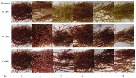 Tropical Red Macroalgae Cultivation With A Focus On Compositional Analysis