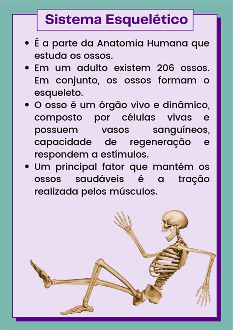 Sistema Esqueletico Mapa Mental Resumos Anatomia Docsity