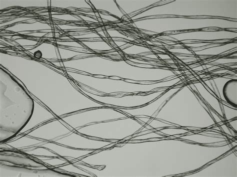 Linen Fiber Microscope