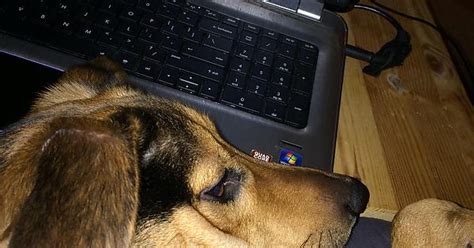 He Thinks Hes A Cat Imgur