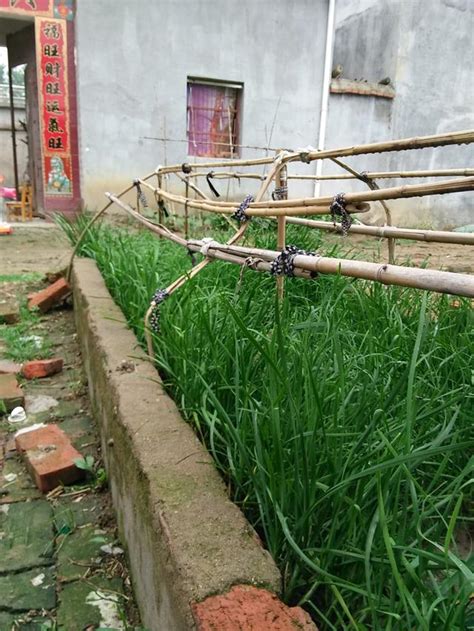 韭菜大家都吃过，大家知道韭菜多少知识呢！ 每日头条