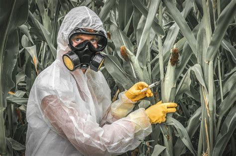 Gmo Scientist In Coveralls Genetically Modifying Corn Maize Stock Image Image Of Injection