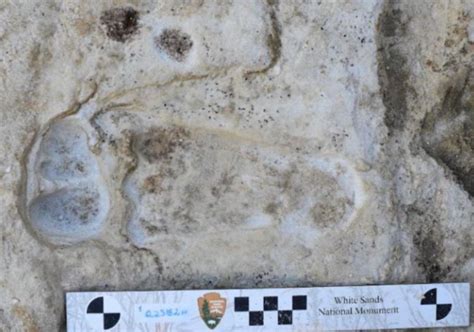 Scientists Confirm Age Of Oldest Human Footprints Found In North America