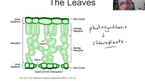 Olt6 Autotroph Structure And Function Youtube