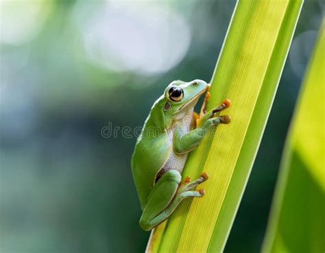 Green Frog Climbing On The Plant Hyla Orientalis Climbing On The Plant Stock Illustration