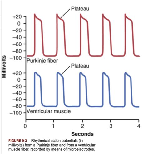 Excitation Contraction Coupling Cardiac Muscle Flashcards Quizlet