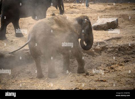 Juvenile Asian Elephant Elephas Maximus 4 Years Old Also Known As