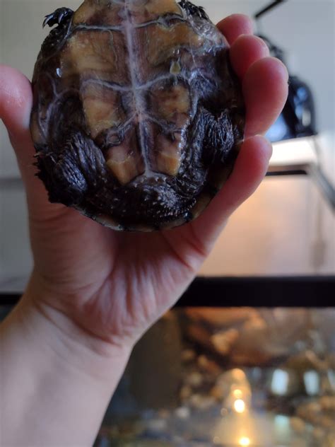 Can Someone Tell Me The Sex Of My 1y Musk Turtle If Youre Curious
