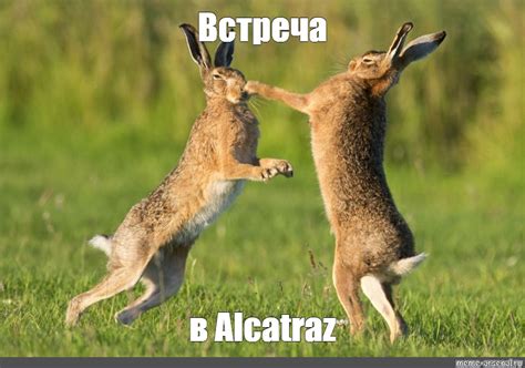 Создать мем "заяц защищается, заяц драчун, смешной заяц" - Картинки ...
