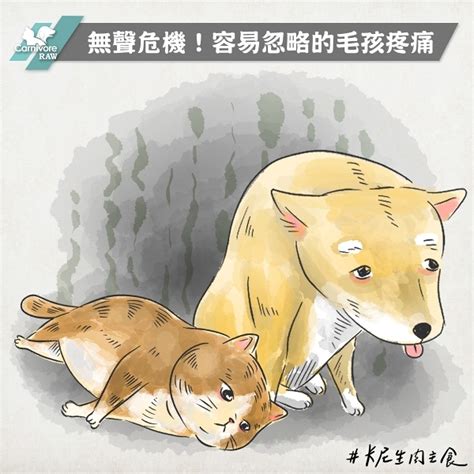 無聲危機！容易忽略的毛孩疼痛