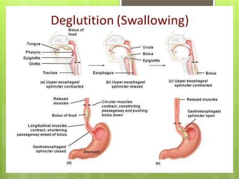 Deglutition By Dr Anand More