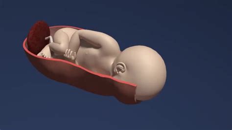 do realistic 3d medical animation surgery modeling rendering video