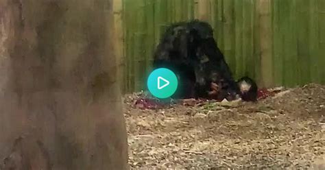 Chimps Playing Album On Imgur