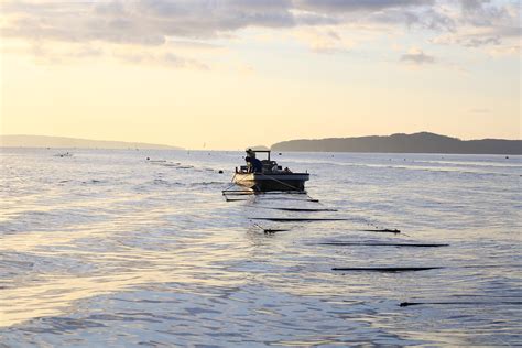海苔はどうやって作られるの サストモ 知るつながるはじまる