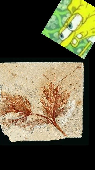 Pseudofossil Youtube