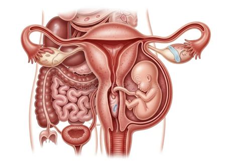 Illustration Of The Female Reproductive System Stock Illustration