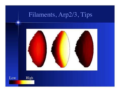 Cell Polarity Models And Simulating Cell Motility Using The Cellular Potts Model Cpm