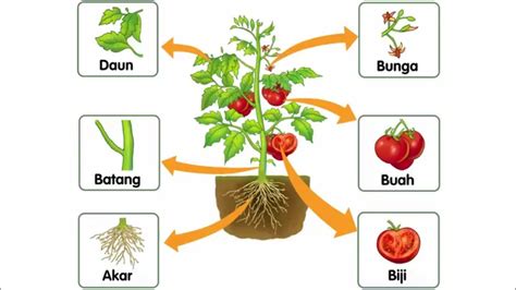 Bagian Bagian Tumbuhan Dan Fungsinya Ipa Kelas 4 Tema 3 Subtema 1 Youtube