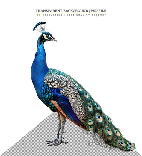 Outdoor Peacock Psd 600 High Quality Free Psd Templates For Download