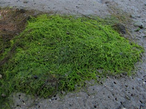 Enteromorpha Sp Prob Compressa Carlingford September Flickr