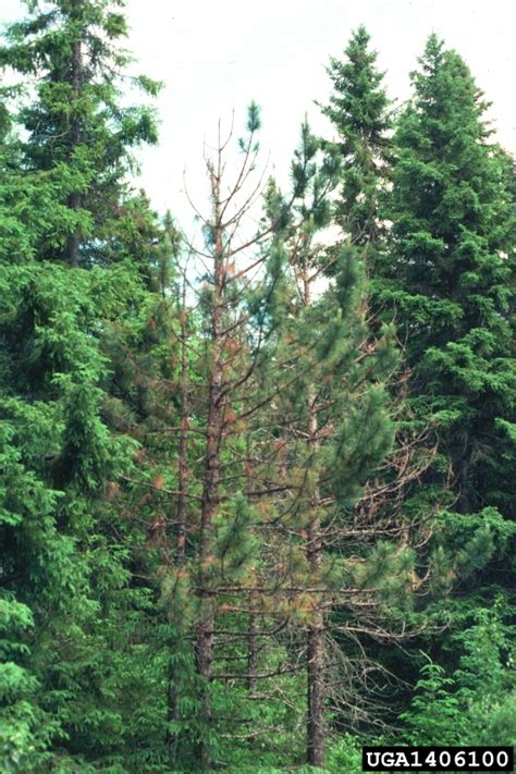 Scleroderris Canker Of Pine And Spruce Gremmeniella Abietina Lagerb M Morelet