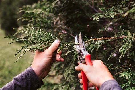 How To Prune Your Trees For Health And Growth Expert Tips — Skeen Tree
