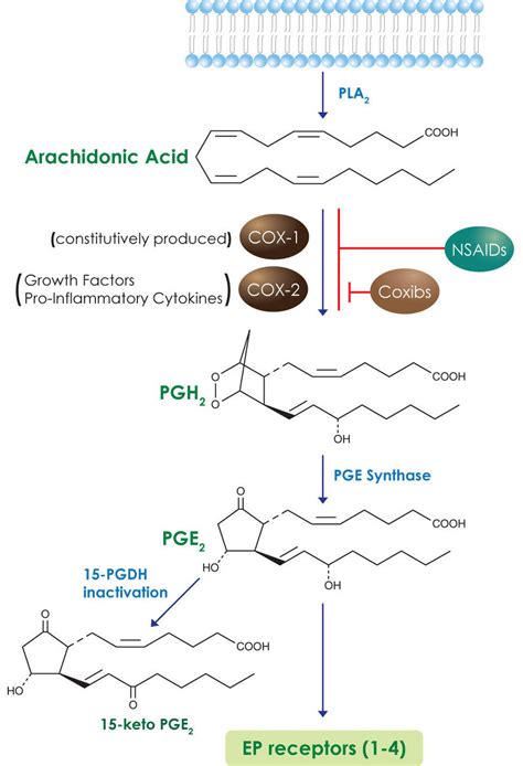 Cox 2 Pge2 Signaling Cayman Chemical