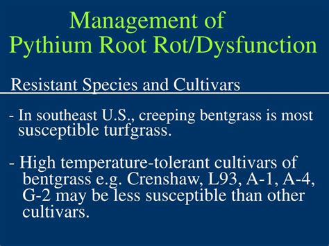 Ppt Pythium Root Rot Pythium Root Dysfunction Powerpoint Presentation