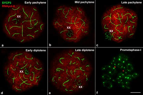 Sex Differences In The Meiotic Behavior Of An Xx Sex Chromosome Pair In