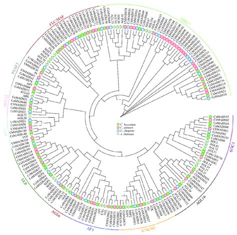 Phylogenetic Tree Of Type Ii Mads Box Genes In Arabidopsis Thaliana