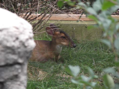 Dik Dik 2 By Dragons011 On Deviantart