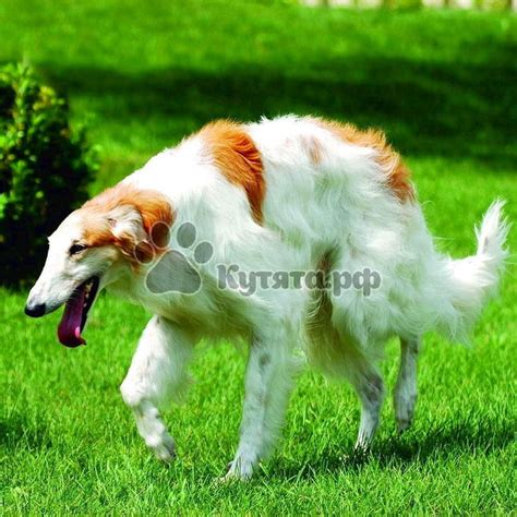 Фото породы Русская борзая Borzoi, Bonanza, Goats, Animals, Animales ...