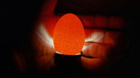 Chicken Egg Candling