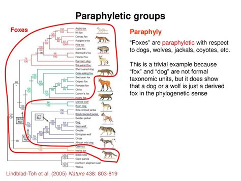 Clade Polyphyletic