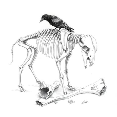 Intricate Buffalo Skeleton A Pencil Drawing Masterpiece