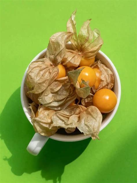 How To Plant Grow And Care For Ground Cherry