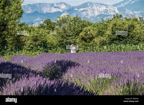 Champ De Lavande Aix En Provence France 2018 Products For The