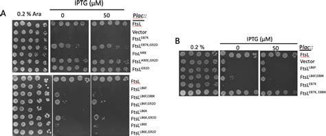 Figure 4 From The Essential Domain Of Ftsn Triggers Cell Division By Promoting Interaction