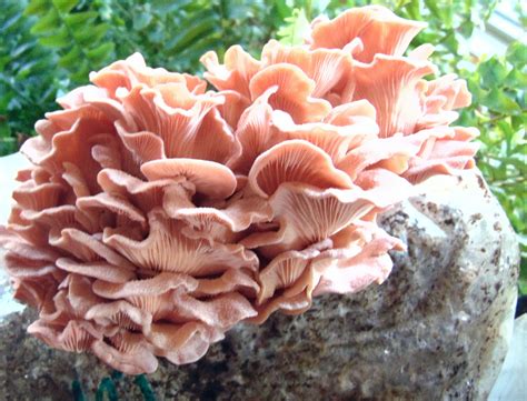 Pink Oyster Spore Syringe Pleurotus Djamor Etsy