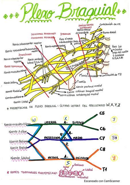 Plexo Braquial Anatomía Médica Plexo Braquial Huesos Anatomia My Xxx