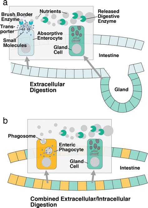 Schematic Depiction Of Extracellular Digestion In The Vertebrate