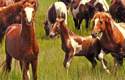 Wild Ponies Of Chincoteague Smithsonian Photo Contest Smithsonian