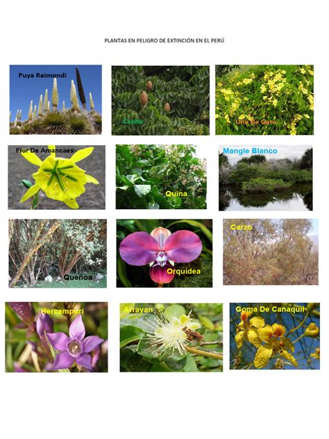 Plantas En Peligro De ExtinciÓn En El PerÚ Pdf