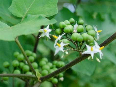 Thai Pea Eggplant 100 Seeds Solanum Torvum Fresh Organic Etsy