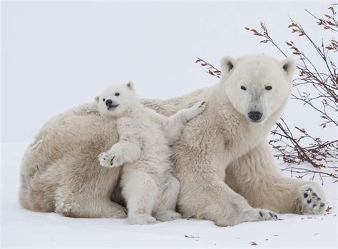 228 Best Polar Bear Cub Images On Pholder Aww Hardcoreaww And Nature