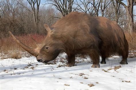 The Woolly Rhinoceros A Majestic Prehistoric Beast