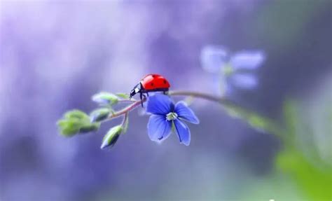 Dof Dof Csdn