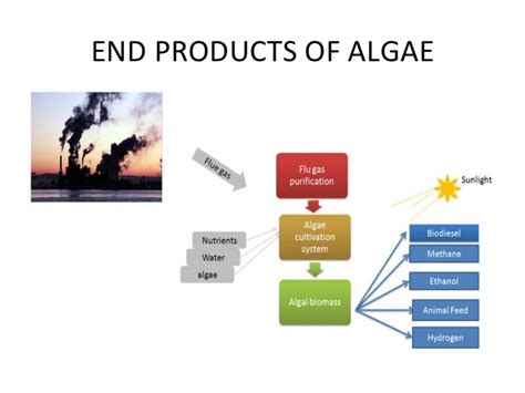 Algae Based Co2 Capture