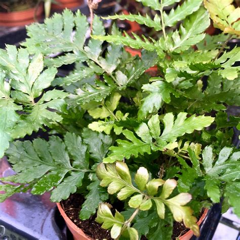 Pteris Fern Pteris Sp